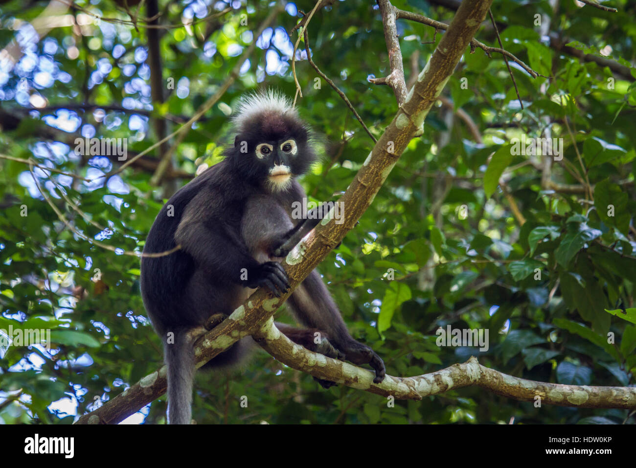 Spectacled monkey in Tarutao national park Thailand ; specie ...