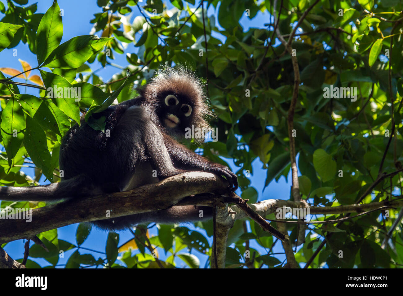 Spectacled monkey in Tarutao national park Thailand ; specie ...