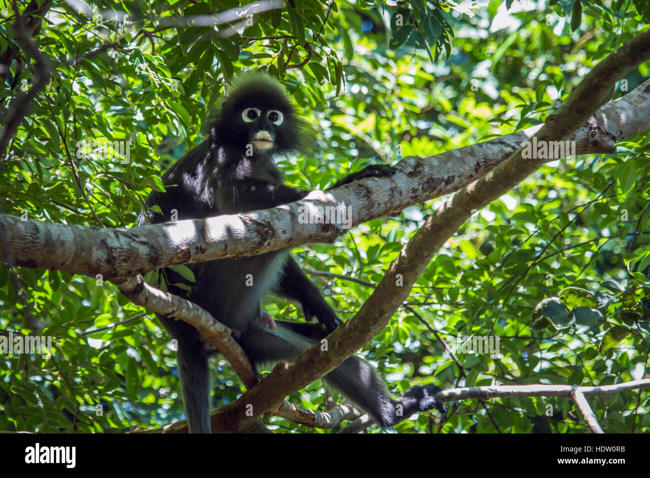 Spectacled monkey in Tarutao national park Thailand ; specie ...