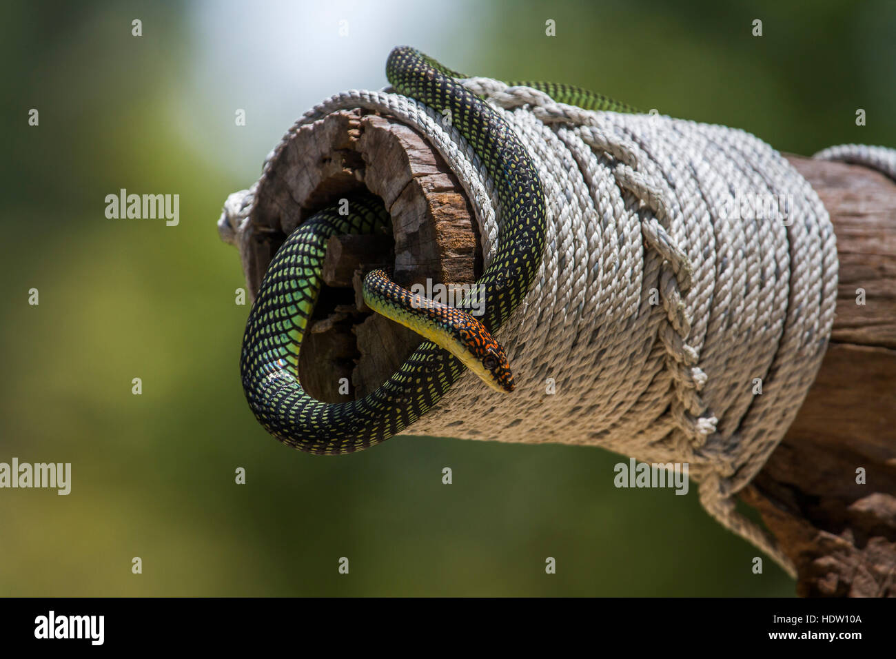 Flying snake hi-res stock photography and images - Alamy