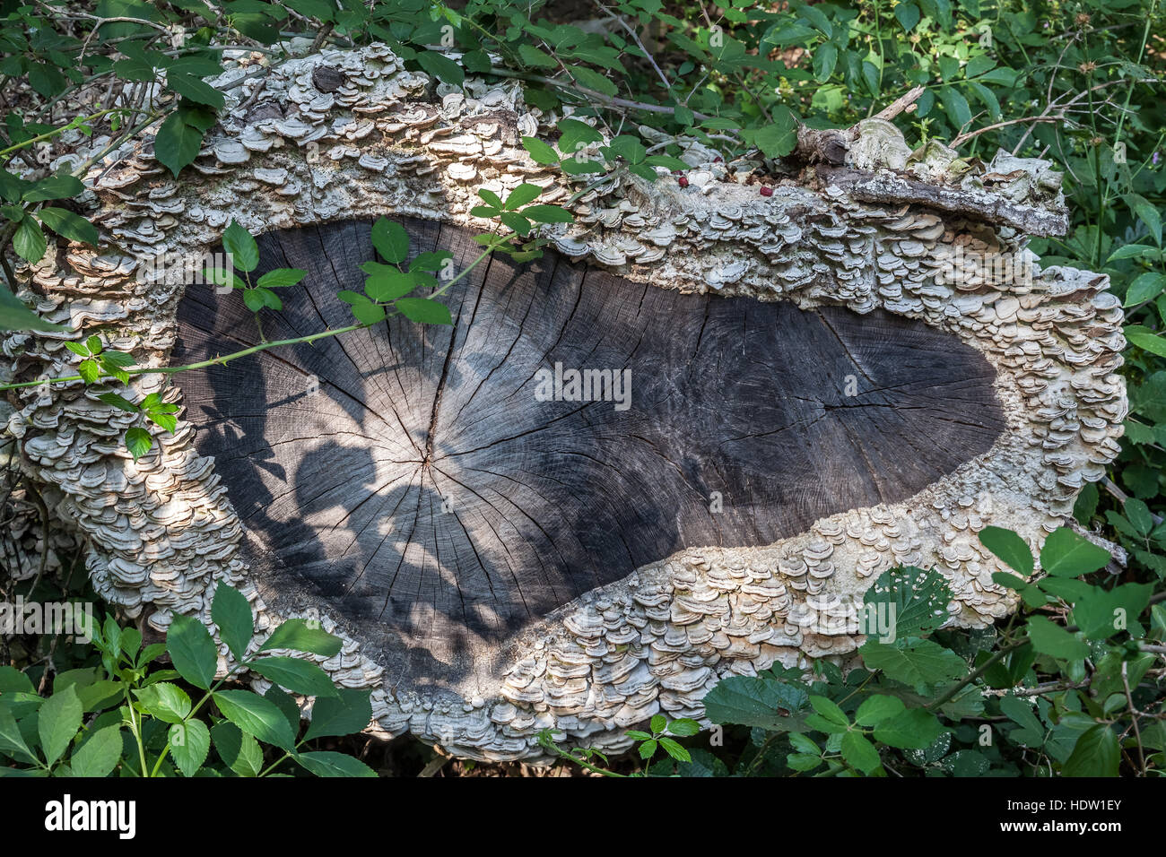 Dead tree bark hi-res stock photography and images - Alamy