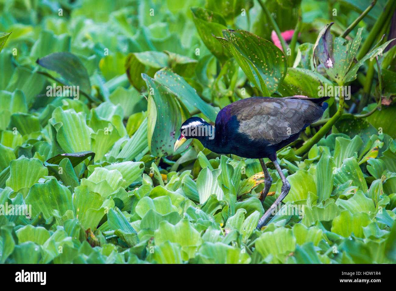 Bronze-winged jacana in Ban Thale Noi, Thailand ; specie Metopidius ...
