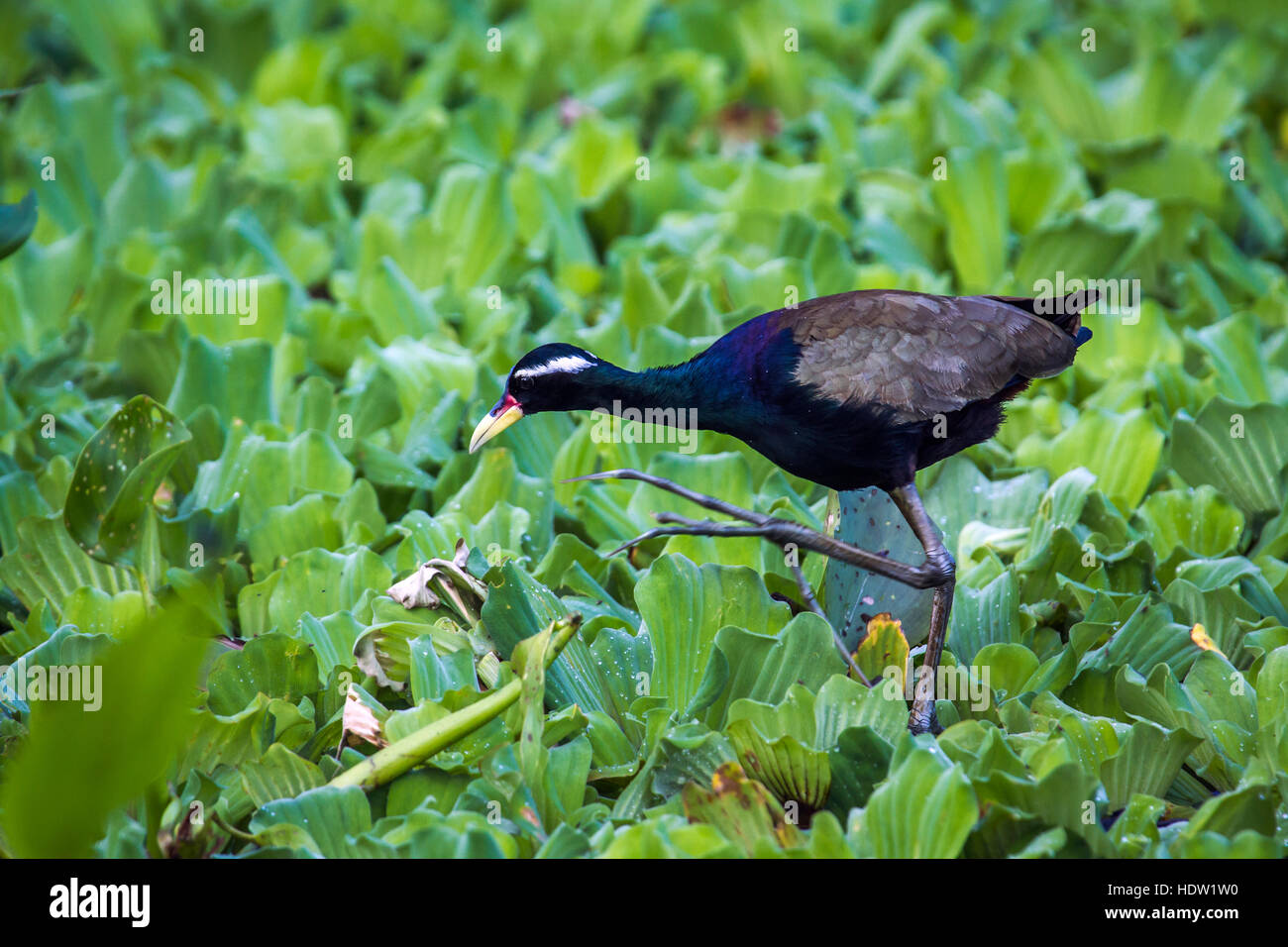 Bronze-winged jacana in Ban Thale Noi, Thailand ; specie Metopidius ...