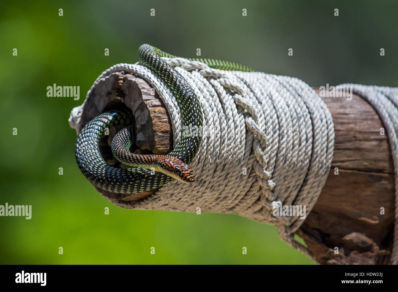Flying snake hi-res stock photography and images - Alamy