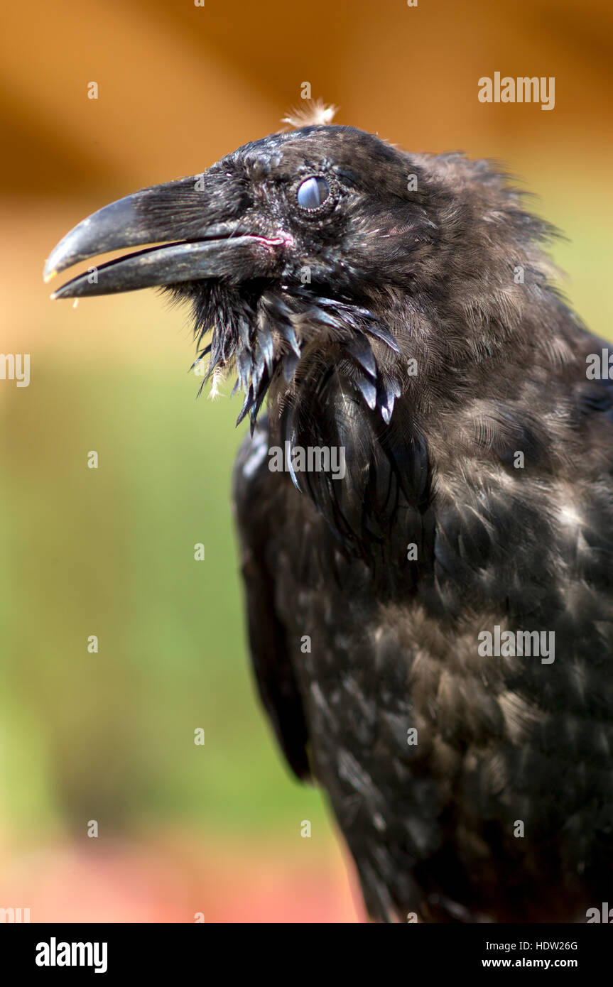 Alaska Common Raven Bird High Resolution Stock Photography and Images ...