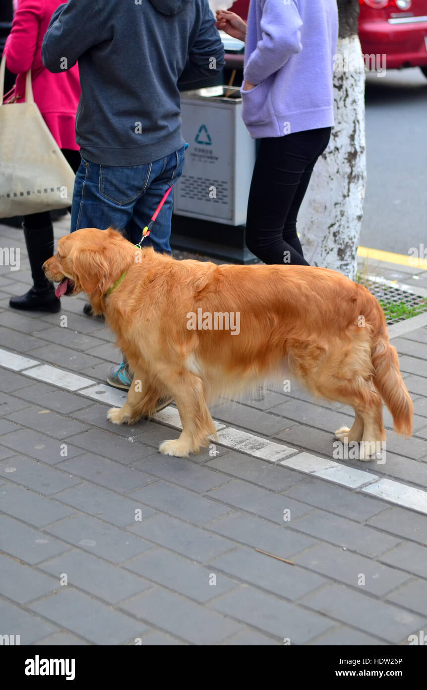 Crowd control dog hi-res stock photography and images - Alamy