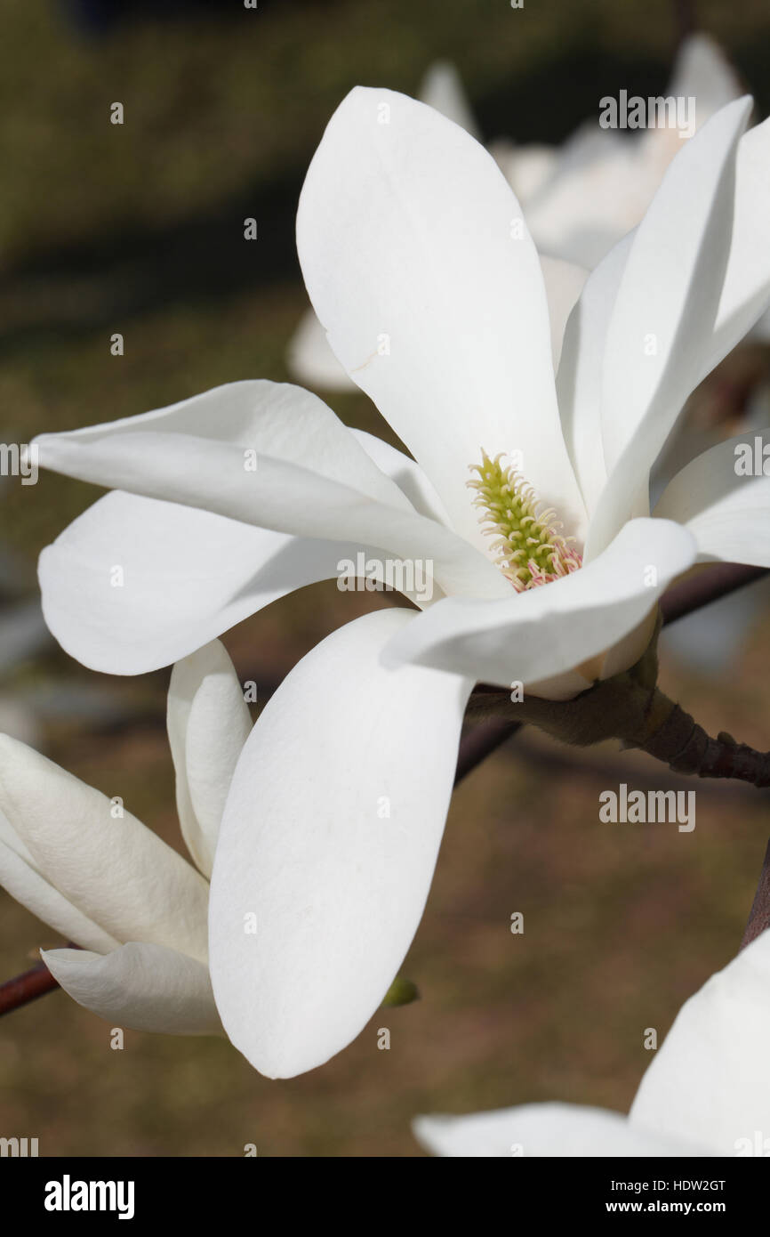 White magnolia hi-res stock photography and images - Alamy
