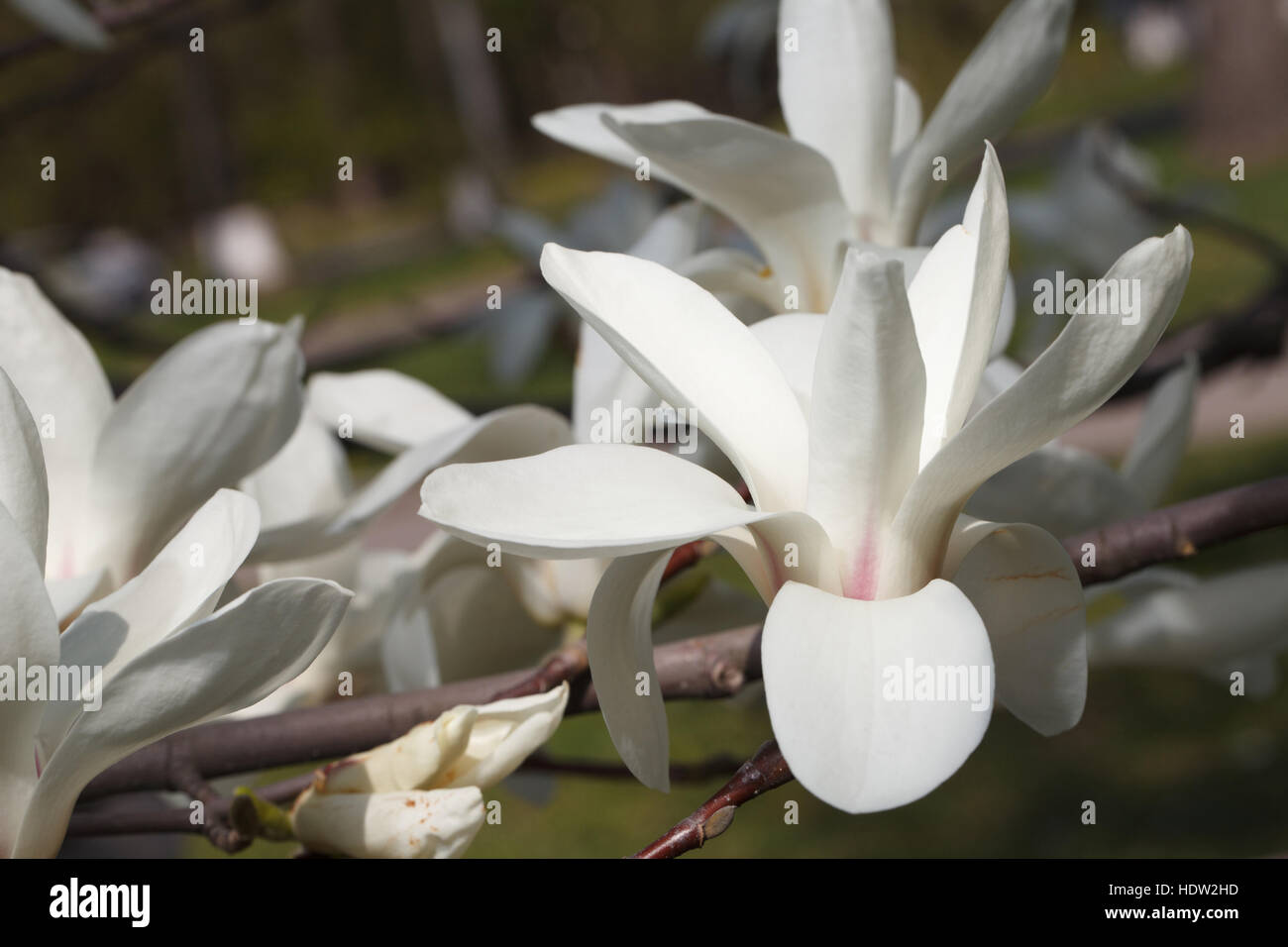 Beautiful white magnolia flowers close up. horizontal, outdoors Stock ...