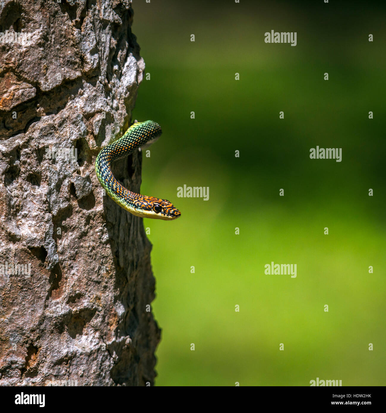 Flying Snake Reptile High Resolution Stock Photography and Images - Alamy