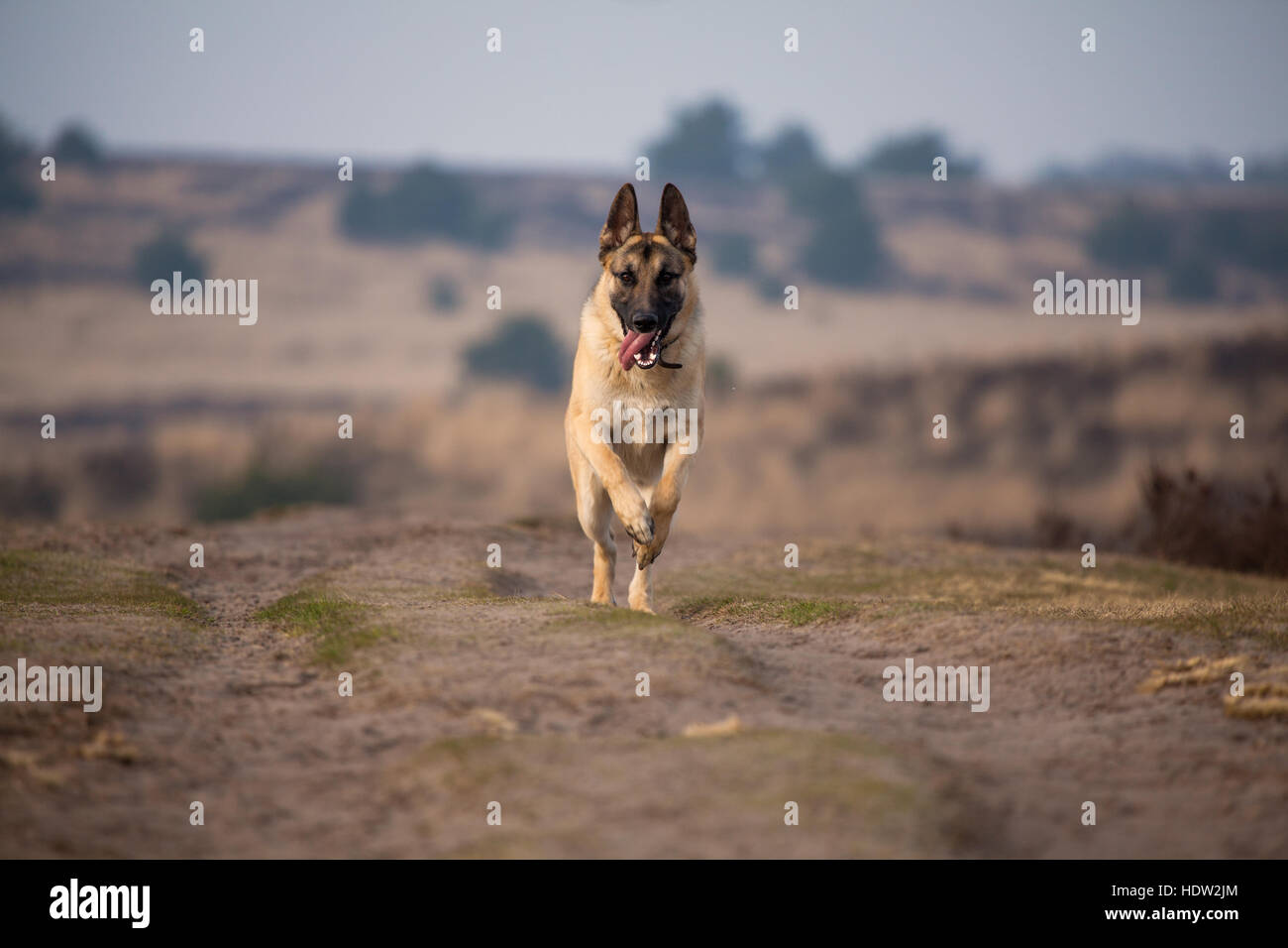 Young German shepherd running face front Stock Photo - Alamy