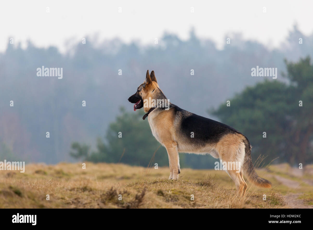 German shepherd dog adult standing hi-res stock photography and images ...
