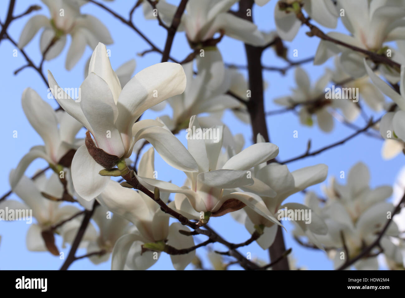 Magnolia white blossom hi-res stock photography and images - Alamy