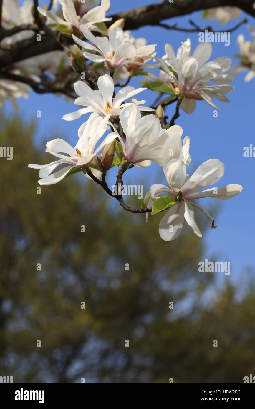 White magnolia hi-res stock photography and images - Alamy