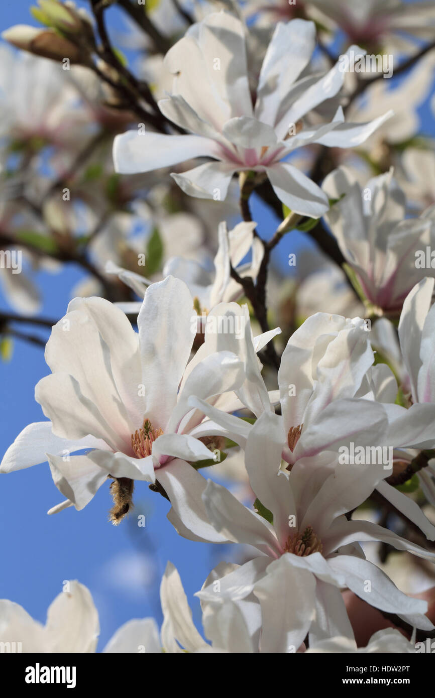 Magnificent white magnolia blossom close-up vertical, outdoors Stock ...
