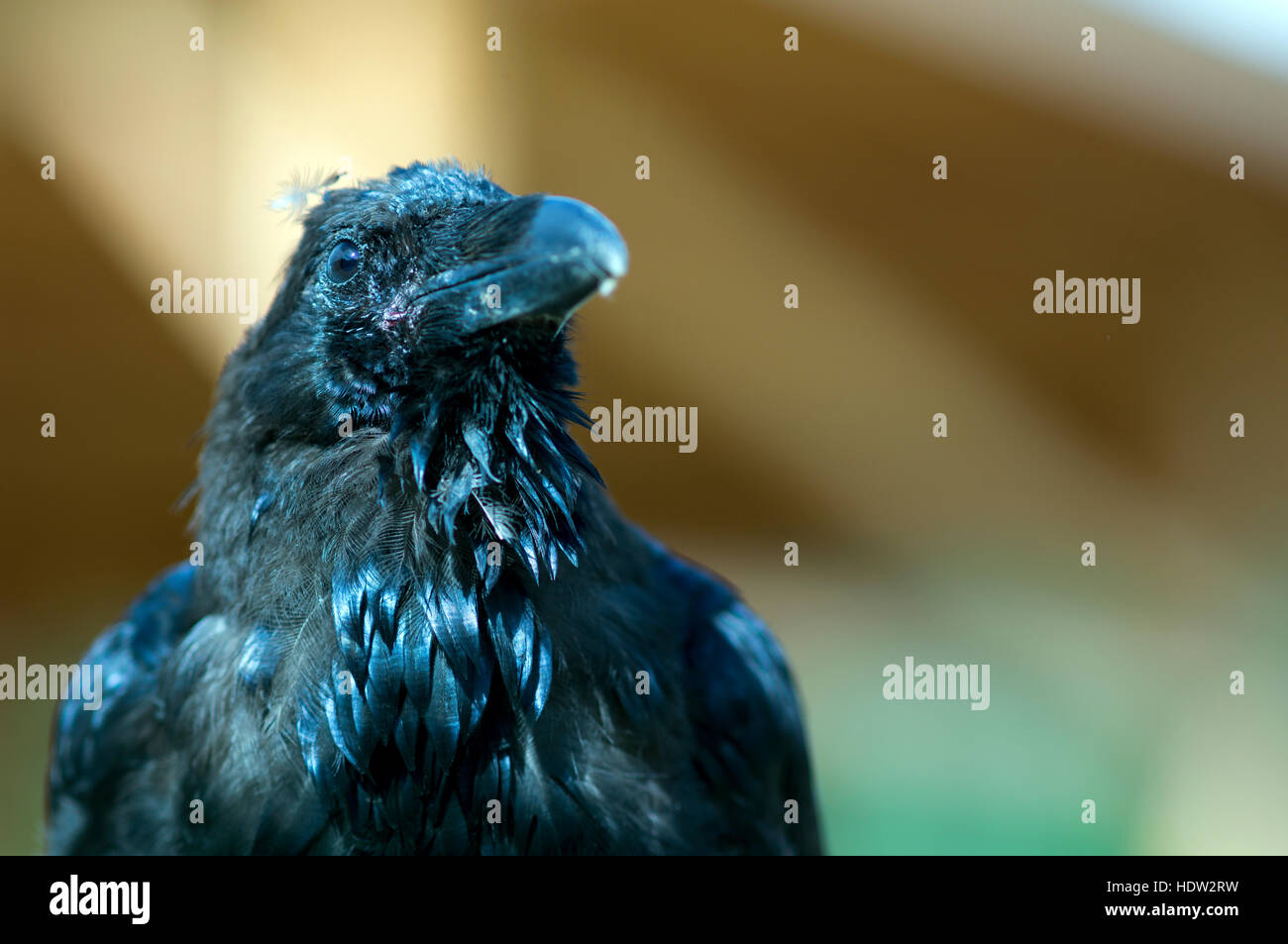 Young raven bird hi-res stock photography and images - Alamy