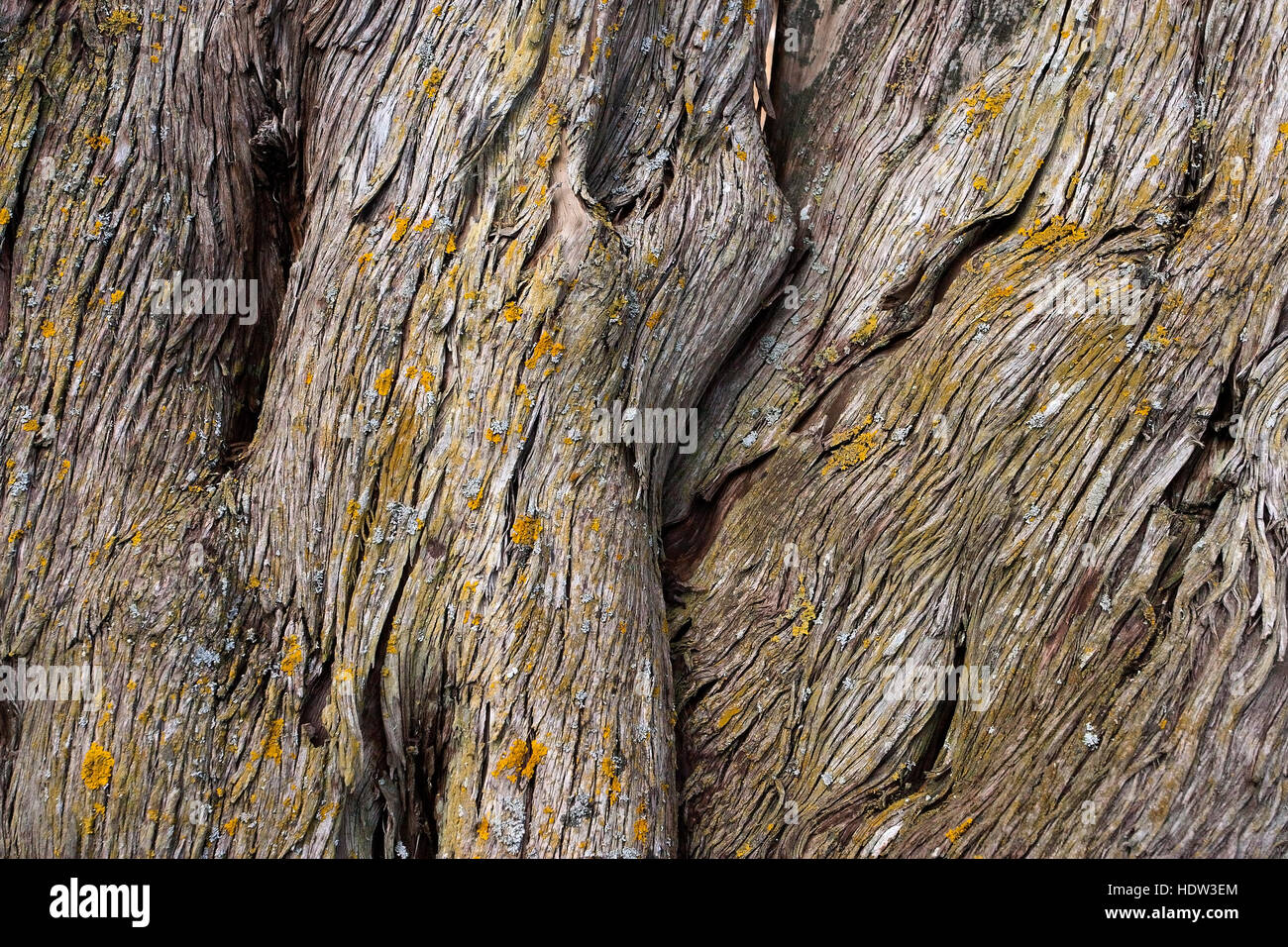 textured tactile tree bark Stock Photo - Alamy