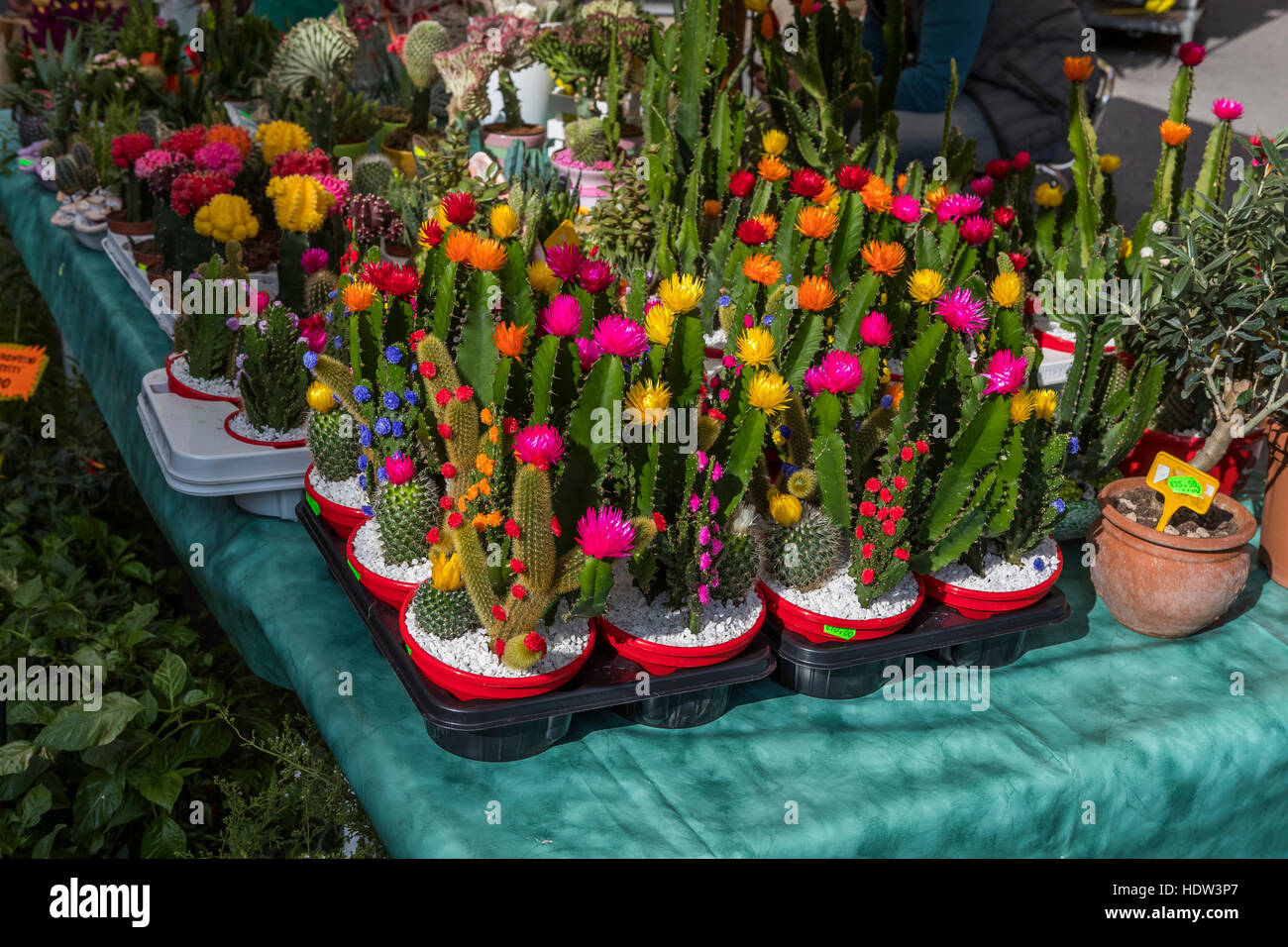 Lucca city street market stretches from the Porta Santa Maria along the ...
