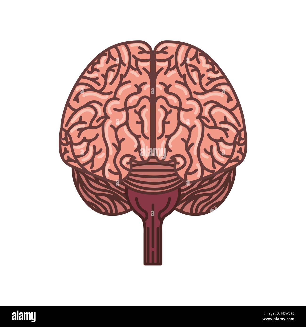 human brain organ icon over white background. colorful design. vector ...