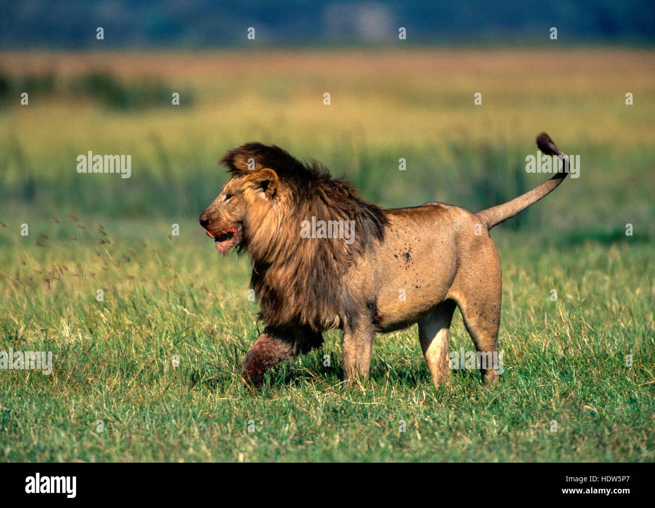 Big male lion walking with bloody snout (Leo panthera), Ngorongoro ...