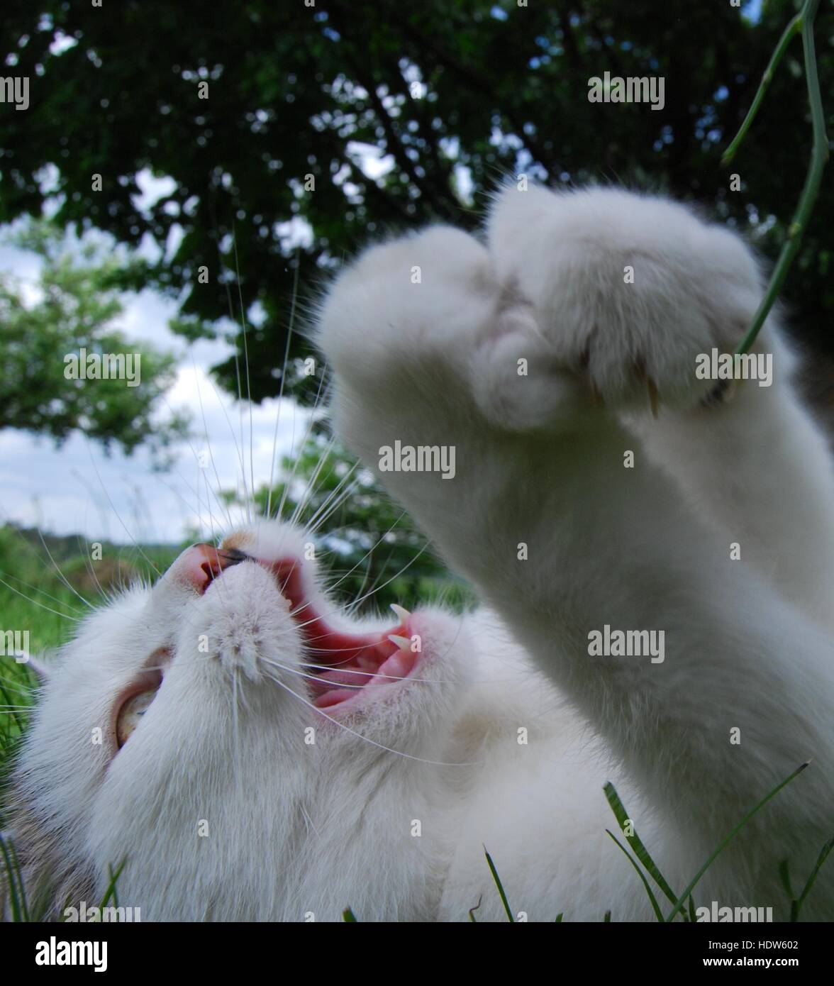 Little white cat playing in garden Stock Photo - Alamy
