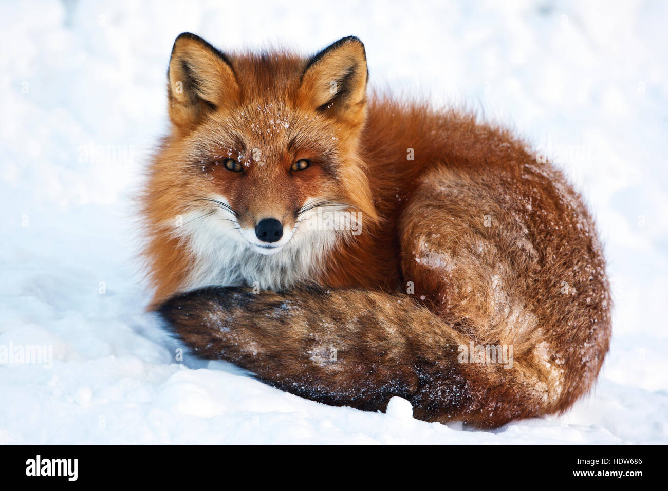 Red fox (Vulpes vulpes) resting on snow on Arctic tundra in winter ...