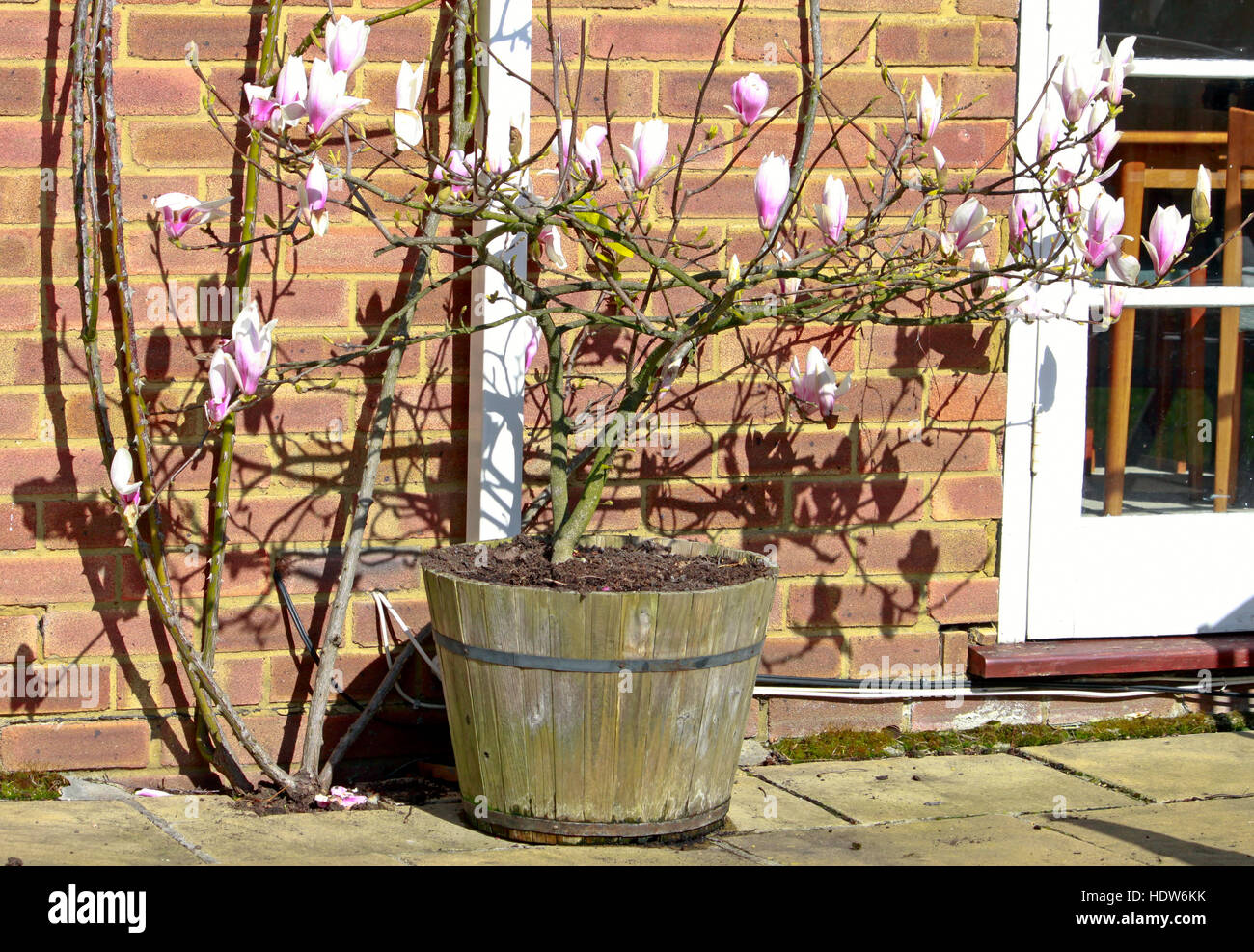 Magnolia tree in a tub on a patio Stock Photo - Alamy