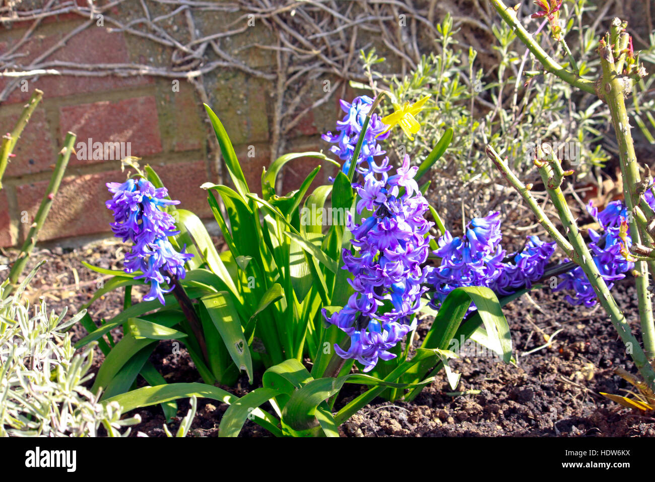 Hyacinths in bloom in a border Stock Photo - Alamy