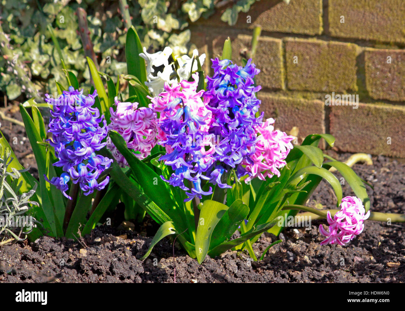 Hyacinths in bloom hi-res stock photography and images - Alamy