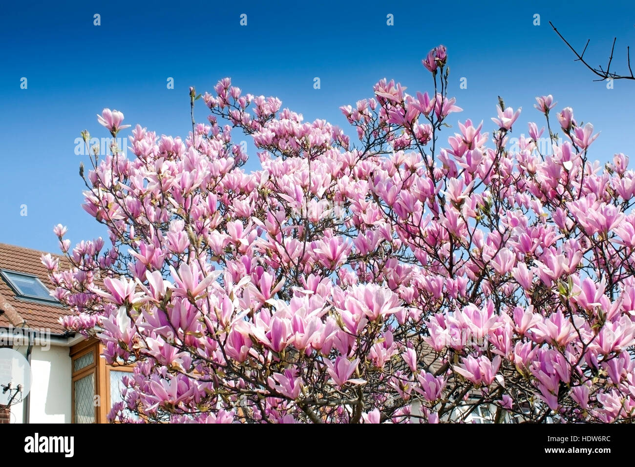 Magnolia tree in flower in north London suburban street Stock Photo - Alamy
