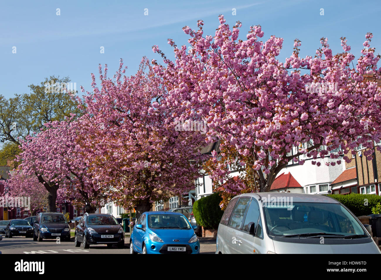 Cherry trees in london hi-res stock photography and images - Alamy