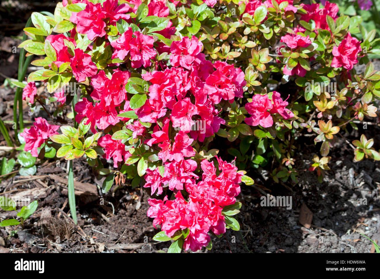 Red Azalea in flower Stock Photo - Alamy