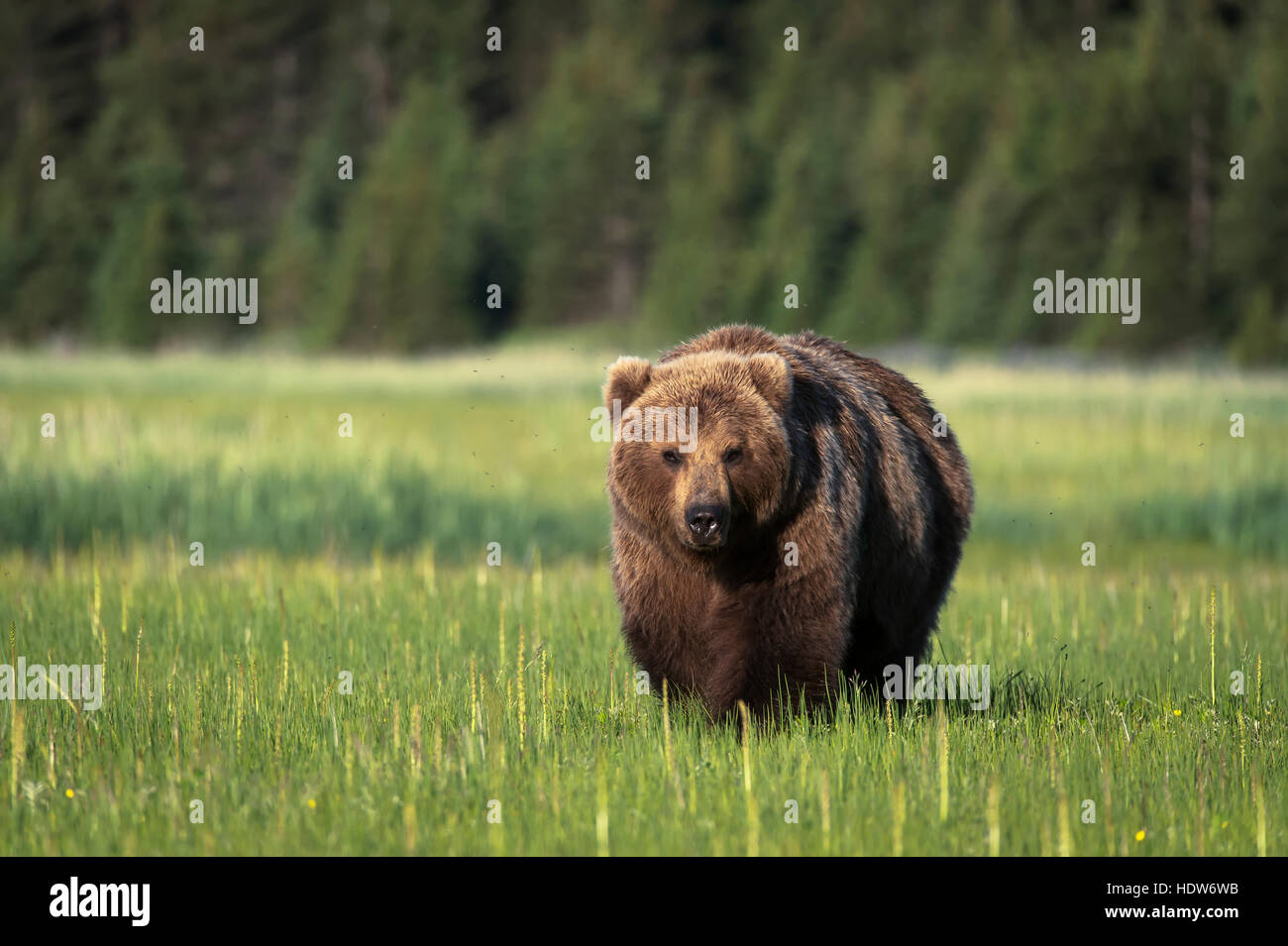 Large boar Brown bear standing in grass, Lake Clark National Park ...