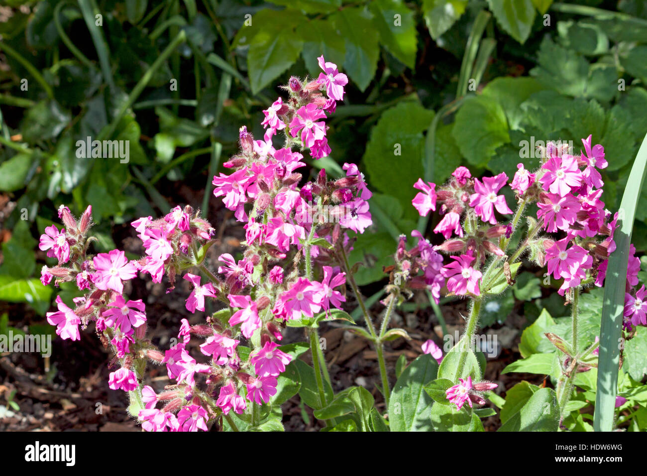 Red campion silene dioica flowers hi-res stock photography and images ...