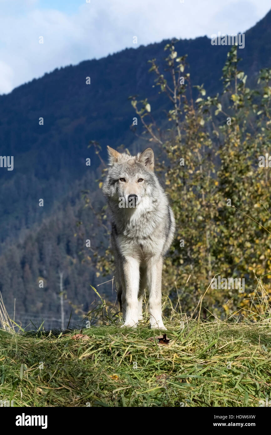 CAPTIVE: Gray wolf standing on a hill, Alaska Wildlife Conservation ...