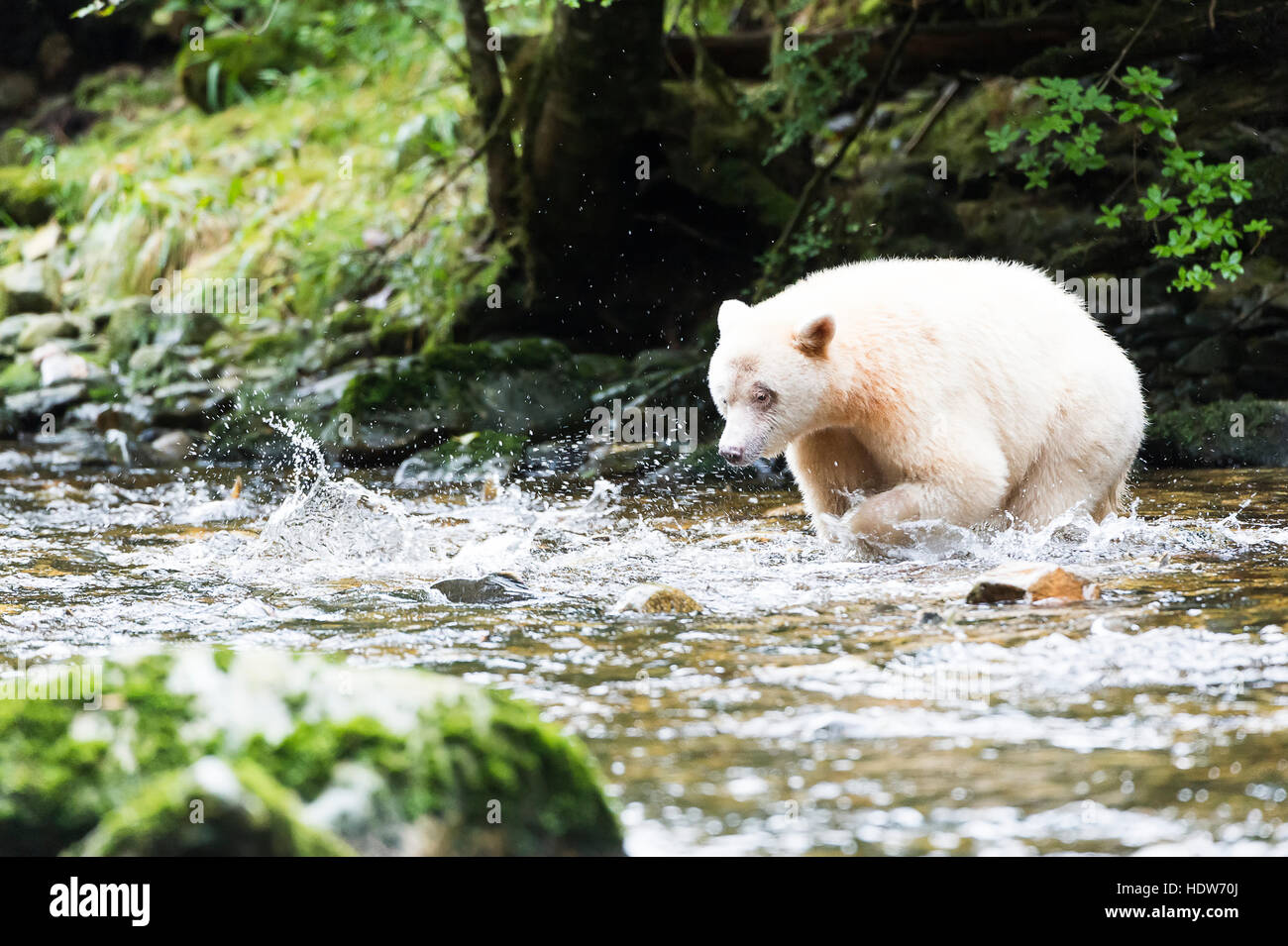 Predator great bear rainforest british columbia water hi-res stock ...