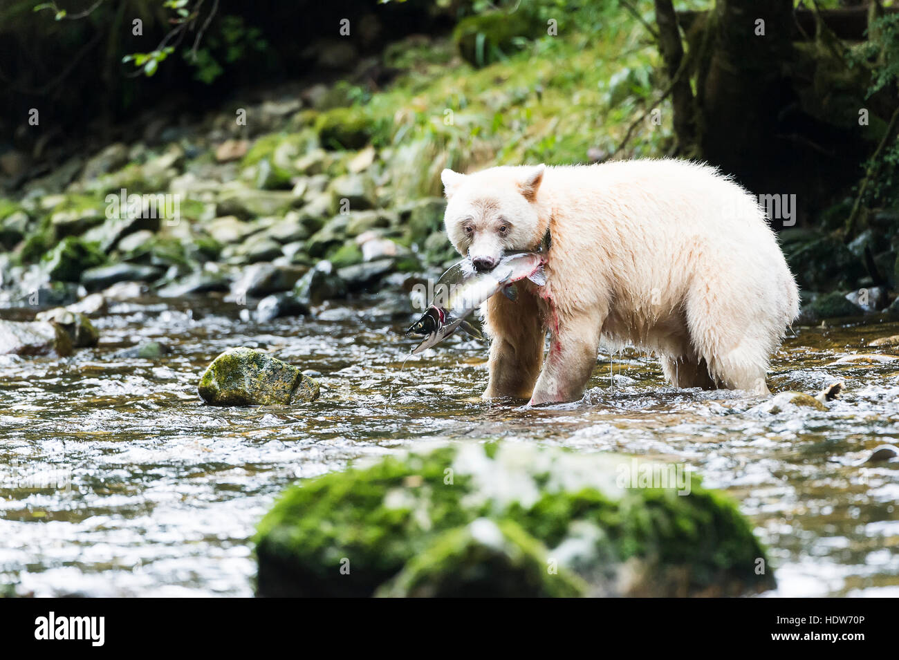 Spirit Bear fishing in a stream, Great Bear Rain Forest, British ...