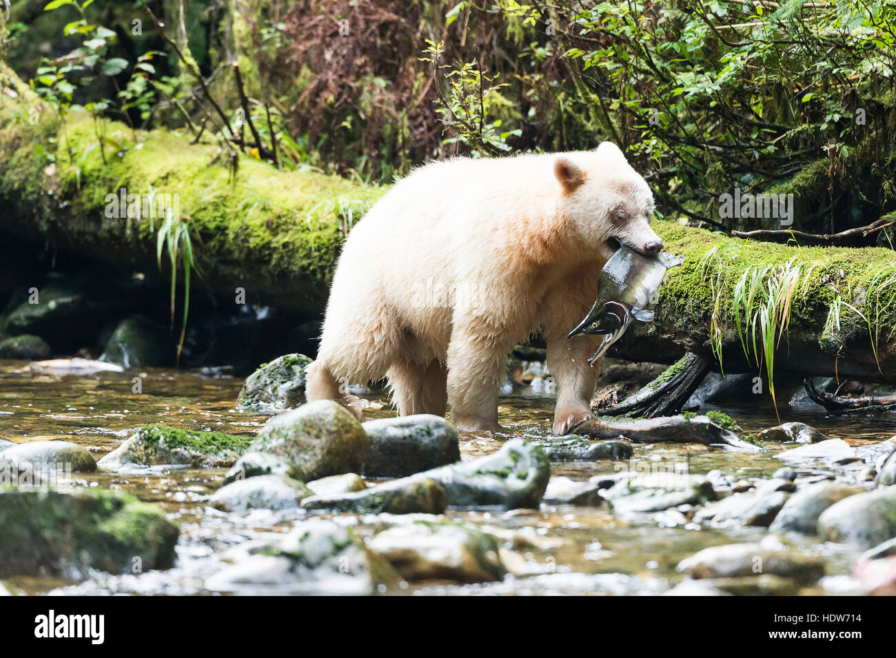 Spirit Bear fishing in a stream, Great Bear Rain Forest, British ...