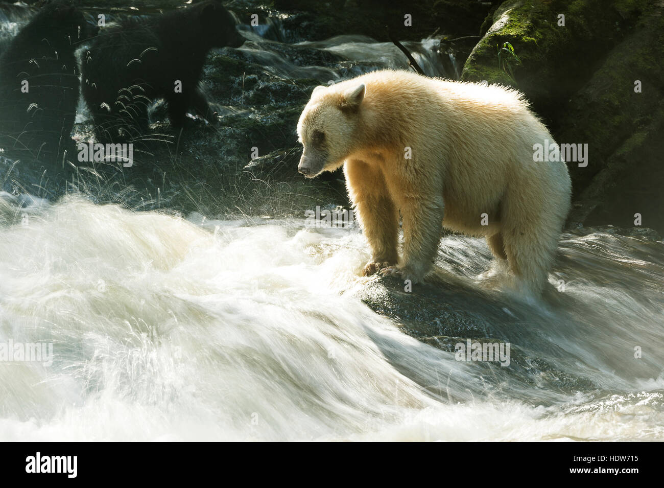 Spirit Bear fishing in a stream, Great Bear Rain Forest, British ...