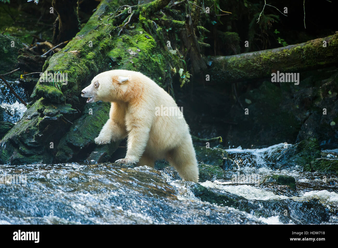 Gribbell island great bear rainforest hi-res stock photography and ...