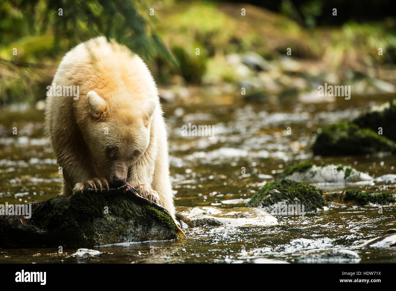 Spirit Bear eating a fish in a stream, Great Bear Rain Forest, British ...