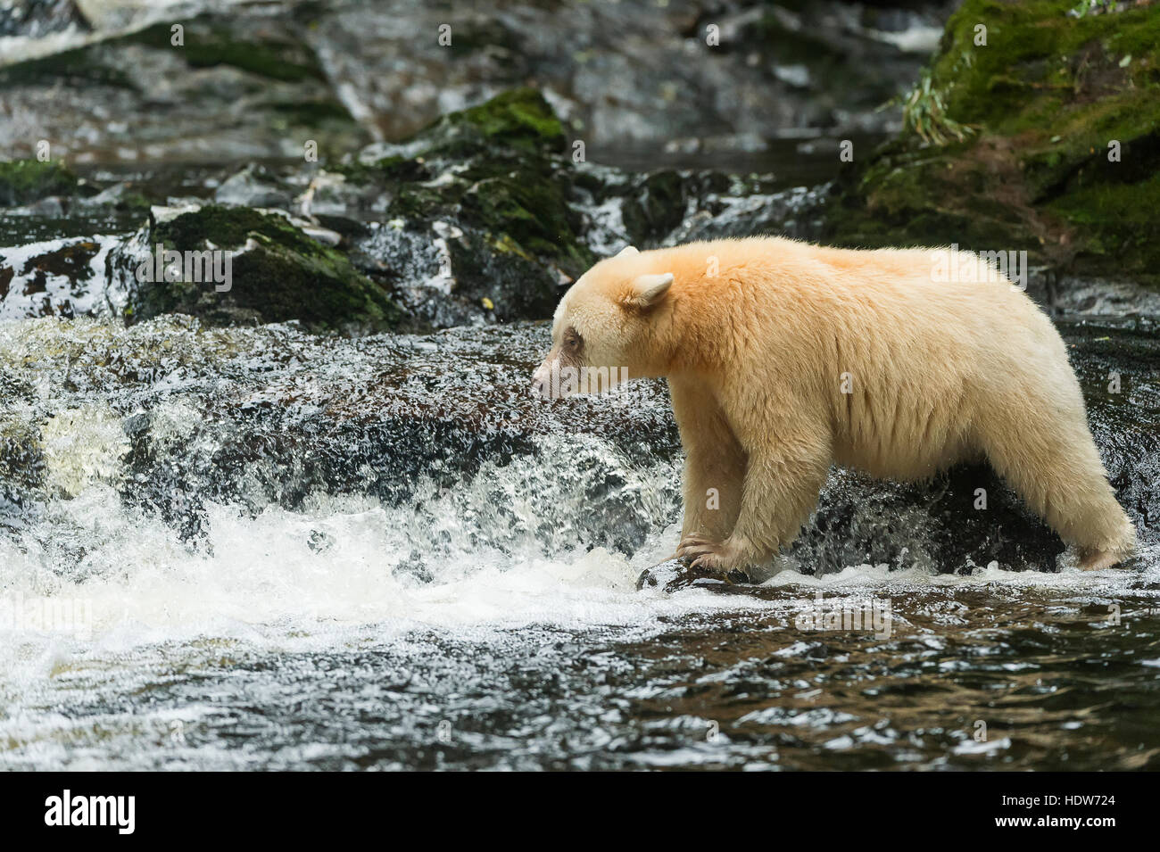 Gribbell island great bear rainforest hi-res stock photography and ...