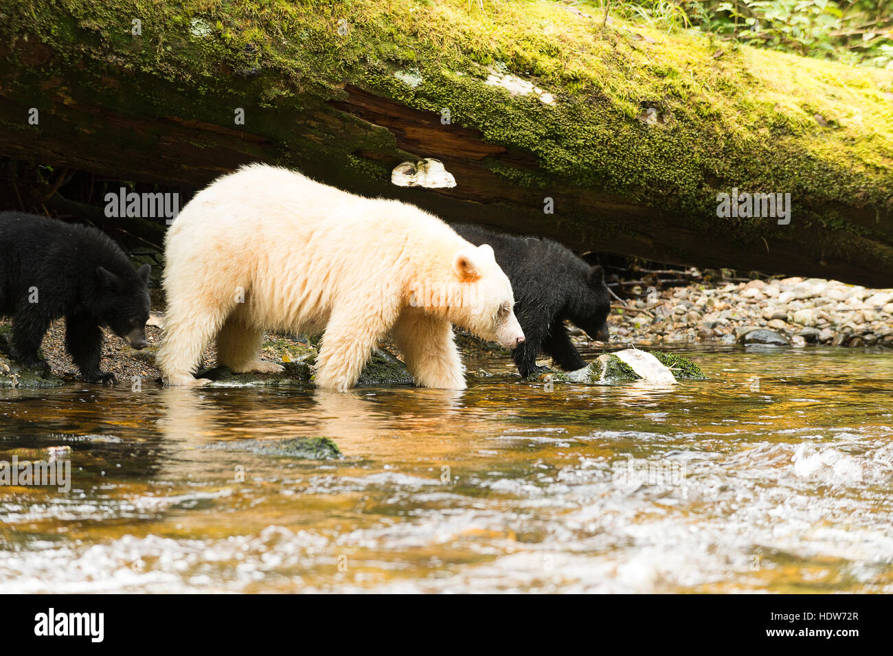 Spirit Bear with two black cubs, Great Bear Rainforest, British ...