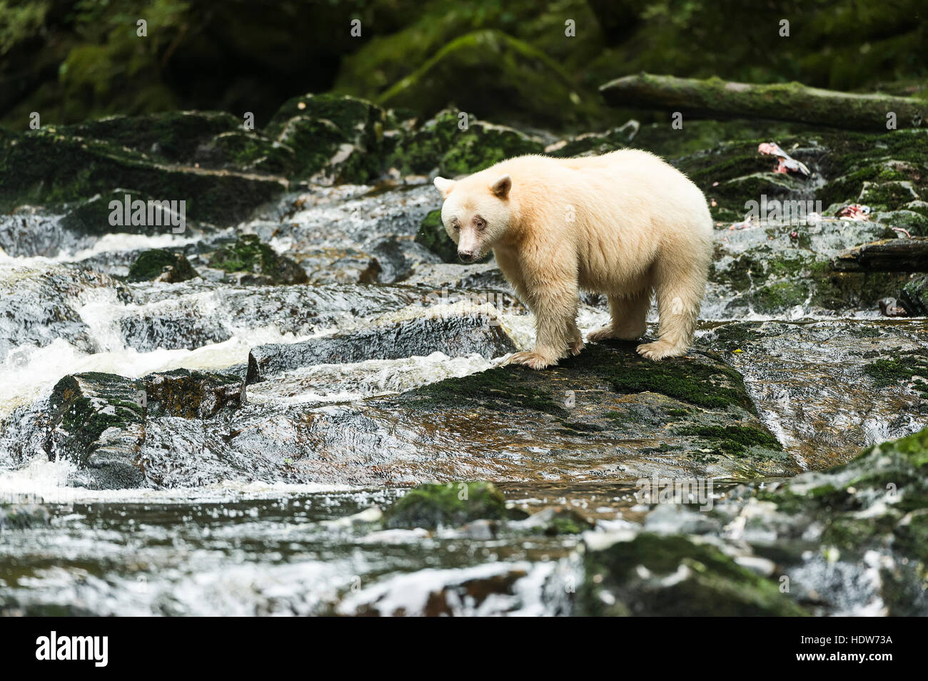 Spirit Bear fishing in a stream, Great Bear Rain Forest, British ...