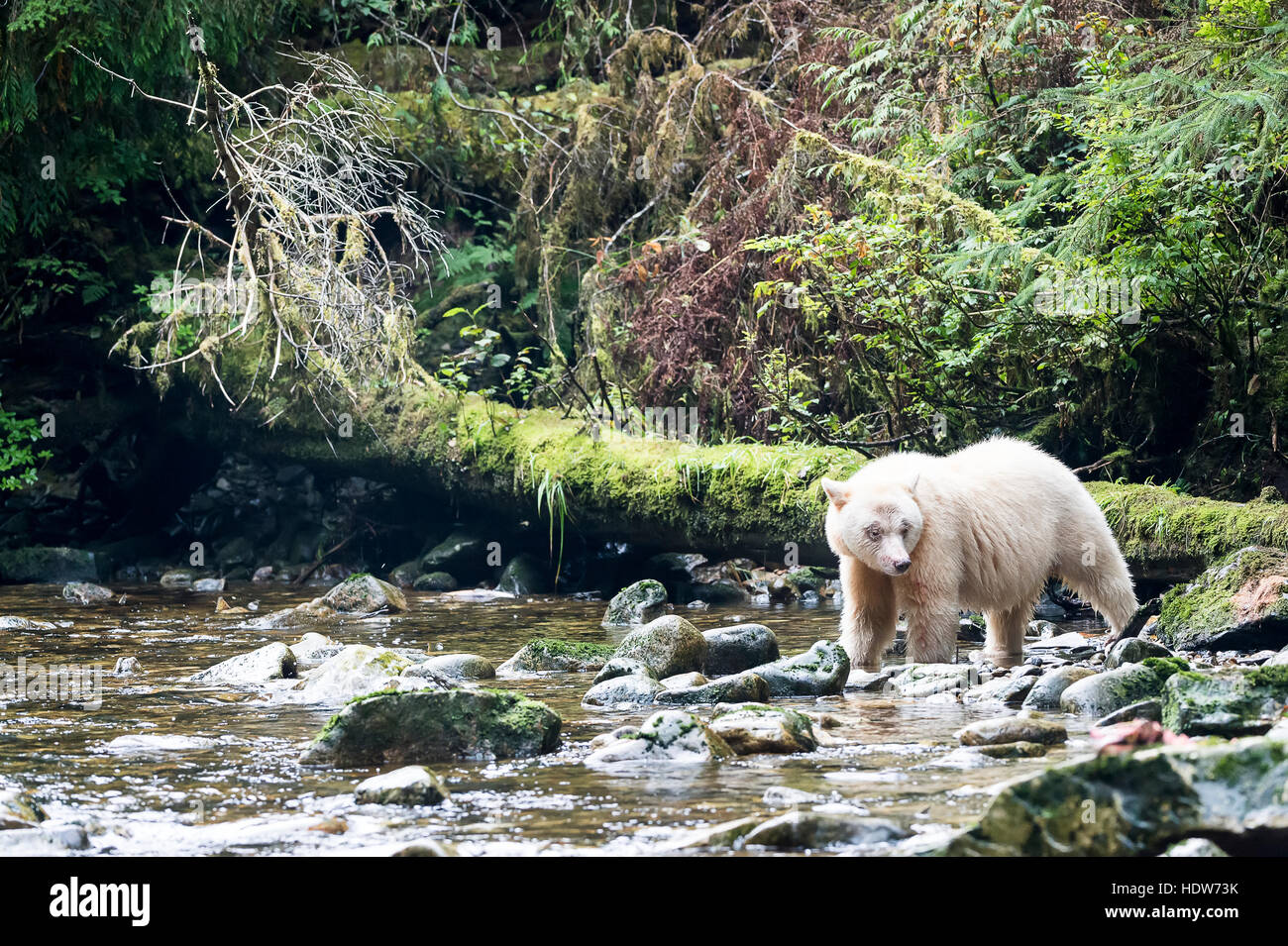 Spirit Bear fishing in a stream, Great Bear Rain Forest, British ...