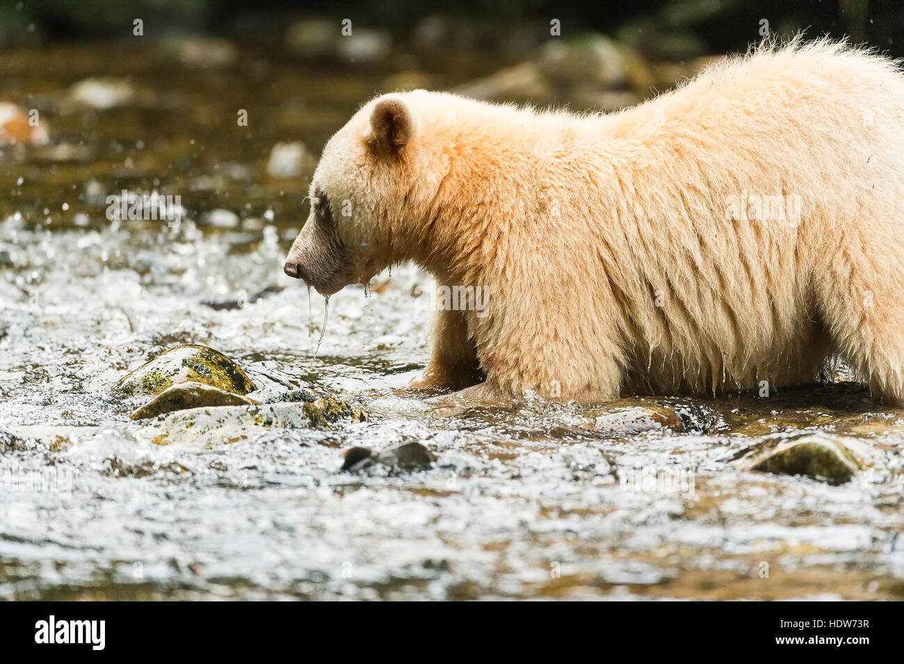 Spirit Bear fishing in a stream, Great Bear Rain Forest, British ...