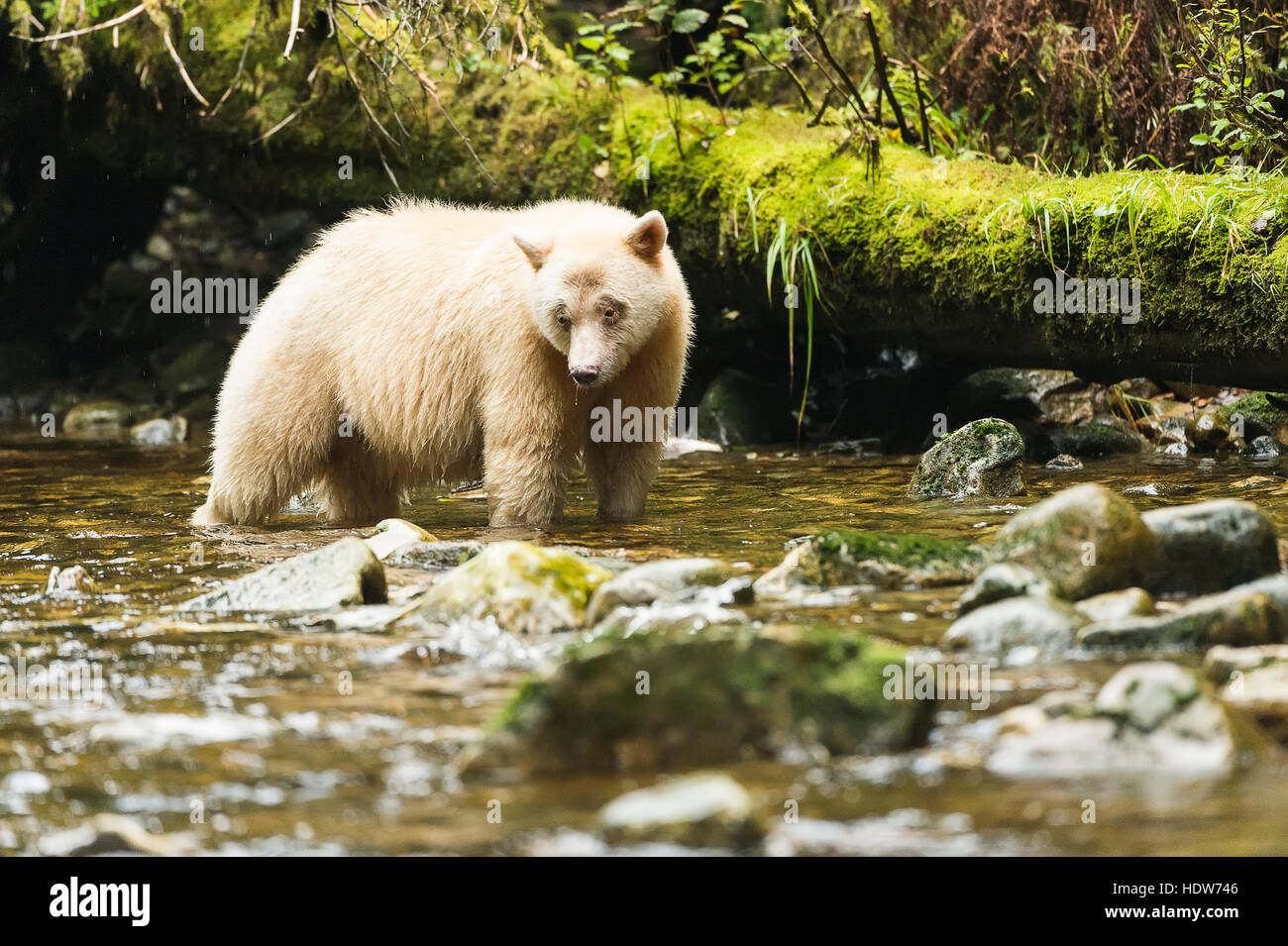Spirit Bear fishing in a stream, Great Bear Rain Forest, British ...