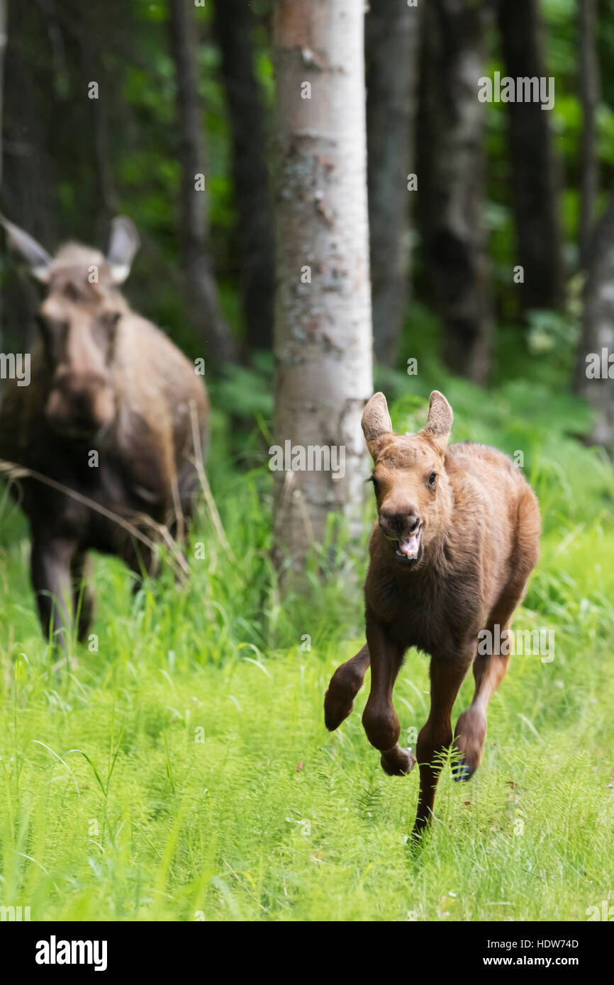 A young moose calf runs for fun in Kincaid Park in Anchorage during ...