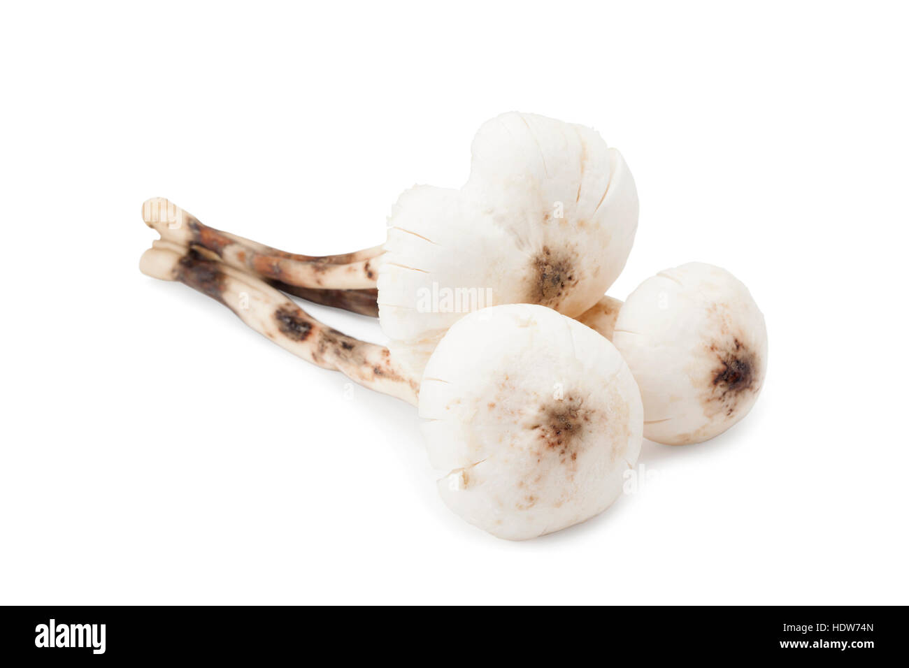 Termitomyces mushroom or termite mushroom isolated on white background ...