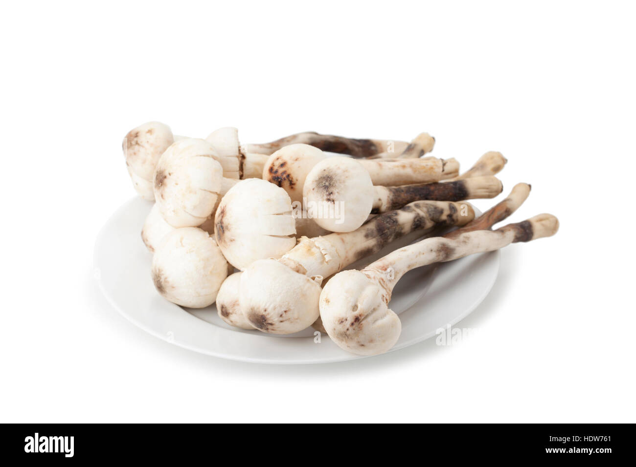Termitomyces mushroom or termite mushroom isolated on white background ...