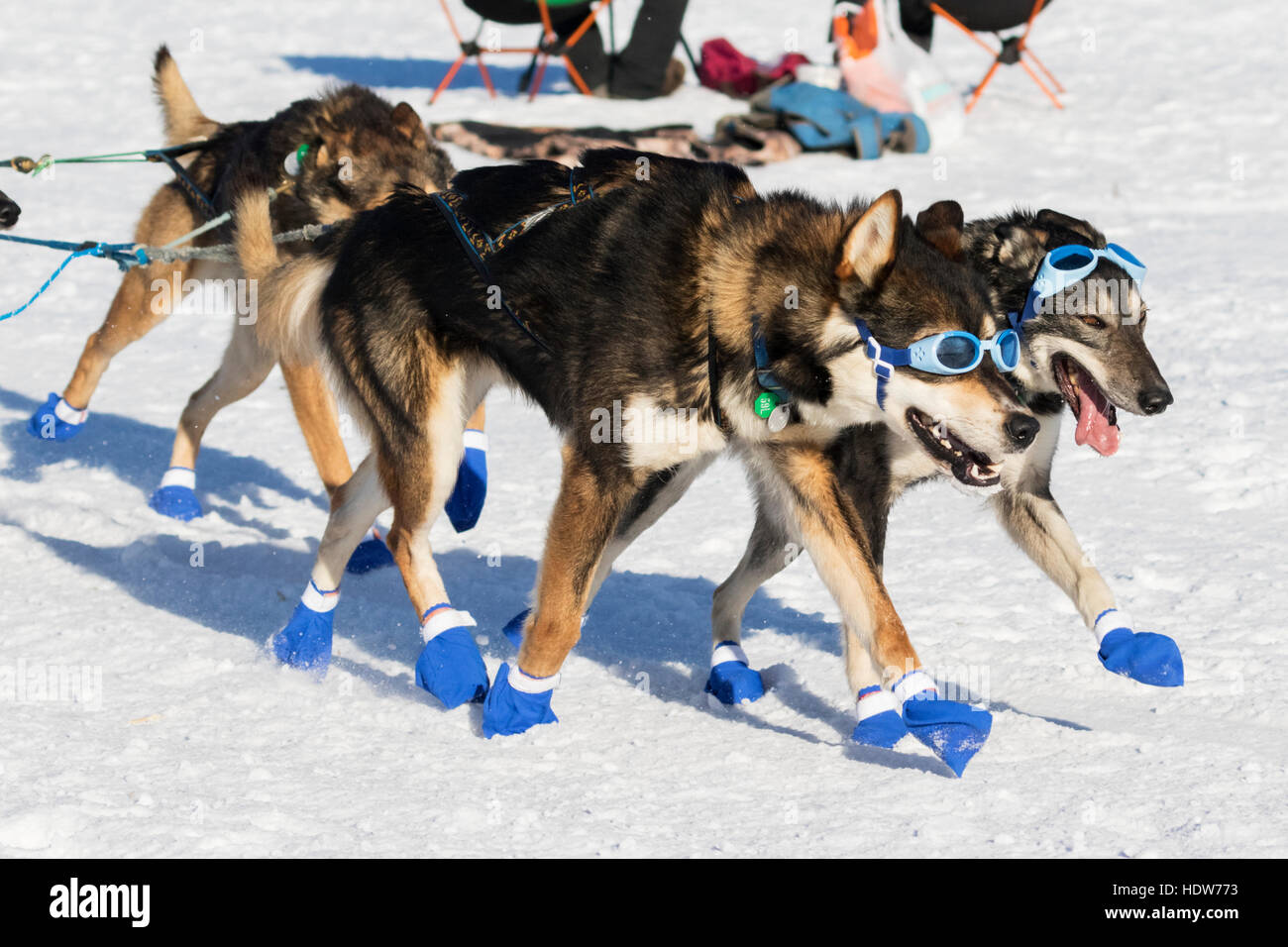What Do Dogs Wear In Alaska Sledding